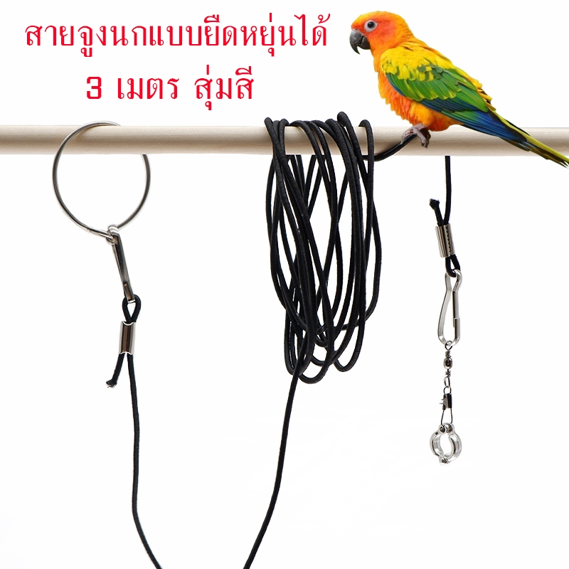 สายจูงนกแบบยืดหยุ่นได้ ห่วงขานก 4-12มม สายคล้องขานกแก้ว 3เมตร นกแก้ว ...