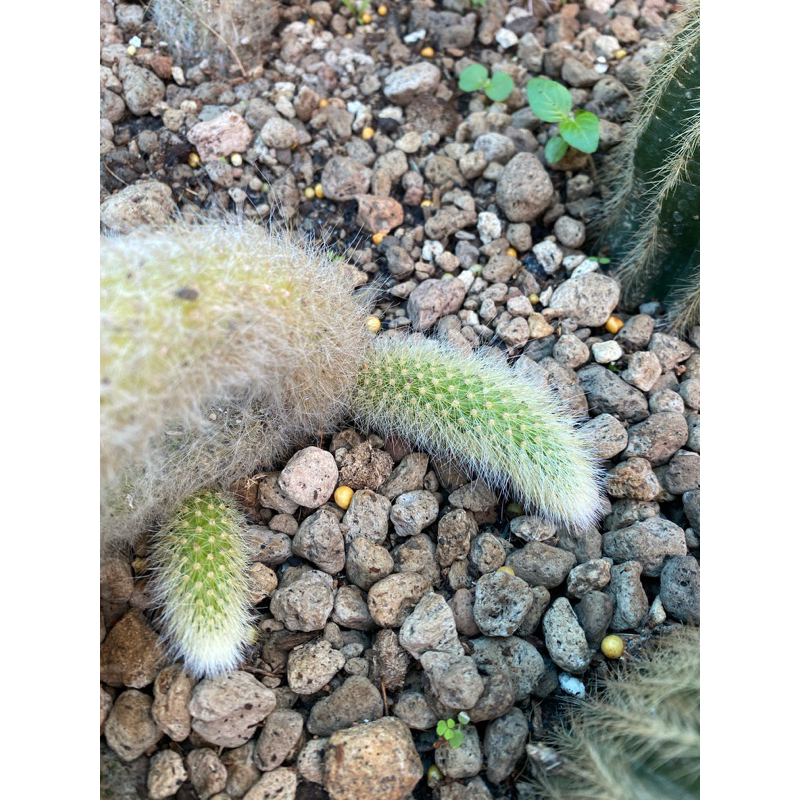 แคคตัสหางลิงน้อย Monkey tail cactus | Shopee Thailand