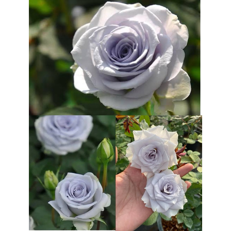กุหลาบบลูกาวิตี้ (Blue gravity rose ) กุหลาบดอกโทนสีฟ้าเทา สีสวยแปลกตา | Shopee Thailand
