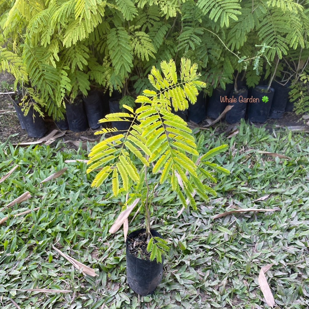 ต้นชะอม ชะอม หนามน้อย เพาะเมล็ด ขนาดถุงเพาะชำ ราคาถูก Climbing Wattle ...