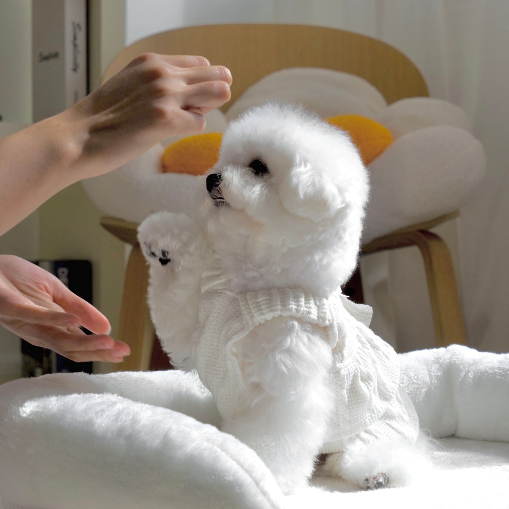 Pawxie - Mayo ชุดหมาแมว กระโปรงบาน สีขาว มินิมอล | Shopee Thailand