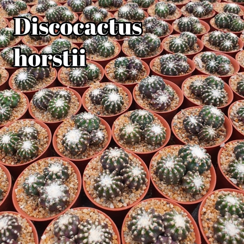 Discocactus horstii ดิสโก้ ฮอร์สทิไอ ไม้เพาะเมล็ด | Shopee Thailand
