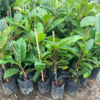 ต้นมะเดื่อฉิ่ง มะเดื่อฉิ่ง (Ficus botryocarpa) กิ่งชำ ให้ดอกผลเร็ว (รับ ...