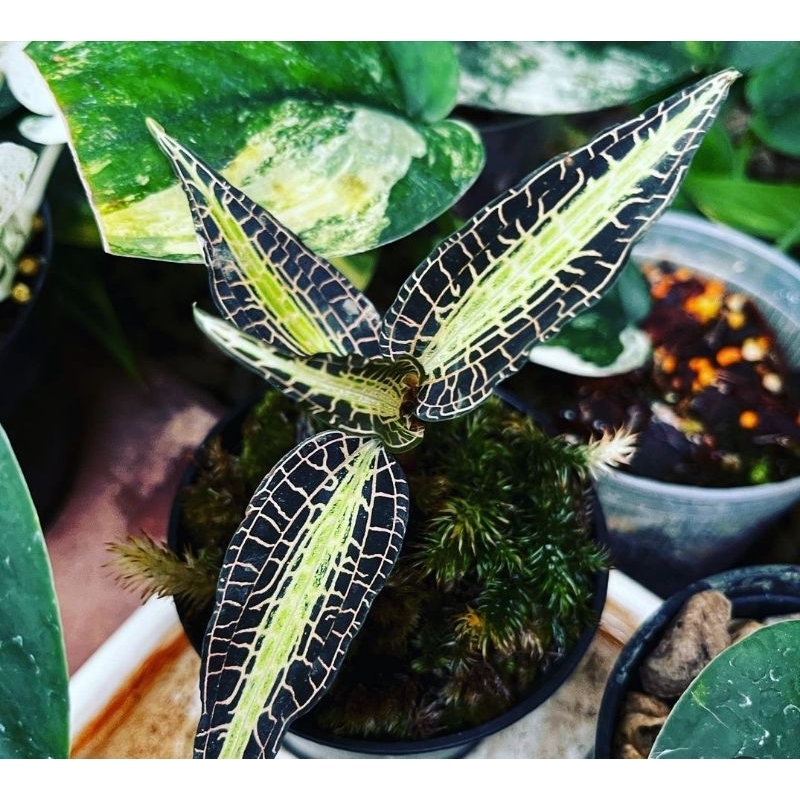 jewel orchid goodyera pusilla เสือภูเขา กล้วยไม้ดิน ต้นไม้จัดตู้ ต้นไม้ ...