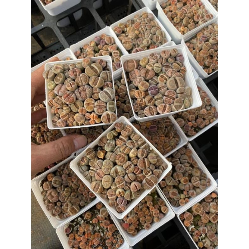 ไลทอปนำเข้า Lithops kiku | Shopee Thailand