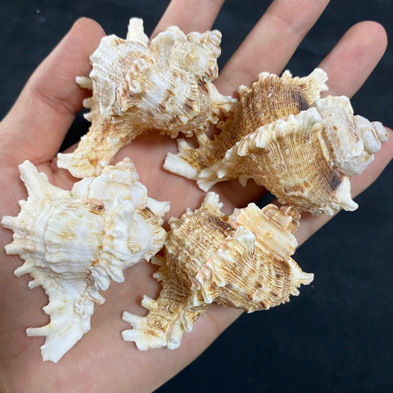 เปลือกหอยมูเร็กซ์ขนาดเล็ก XIAO QIAN SHOU เพื่อการสะสมและการตกแต่ง small ...