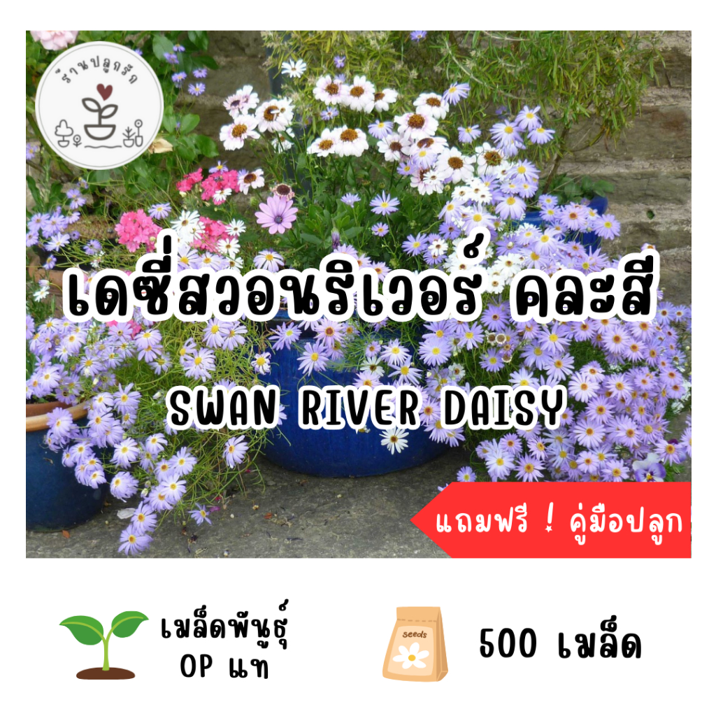 LXG : เมล็ดพันธุ์ ดอกเดซี่สวอนริเวอร์ คละสี (Swan River Daisy) 500 ...