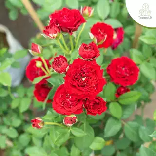 ช้อป ต้นกุหลาบ ราคาสุดคุ้ม ได้ง่าย ๆ | Shopee Thailand