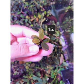 Bucep สวยๆ ใบน้ำ 100% Brownie Ghost Elnino 2015, Red Serenade | Shopee ...