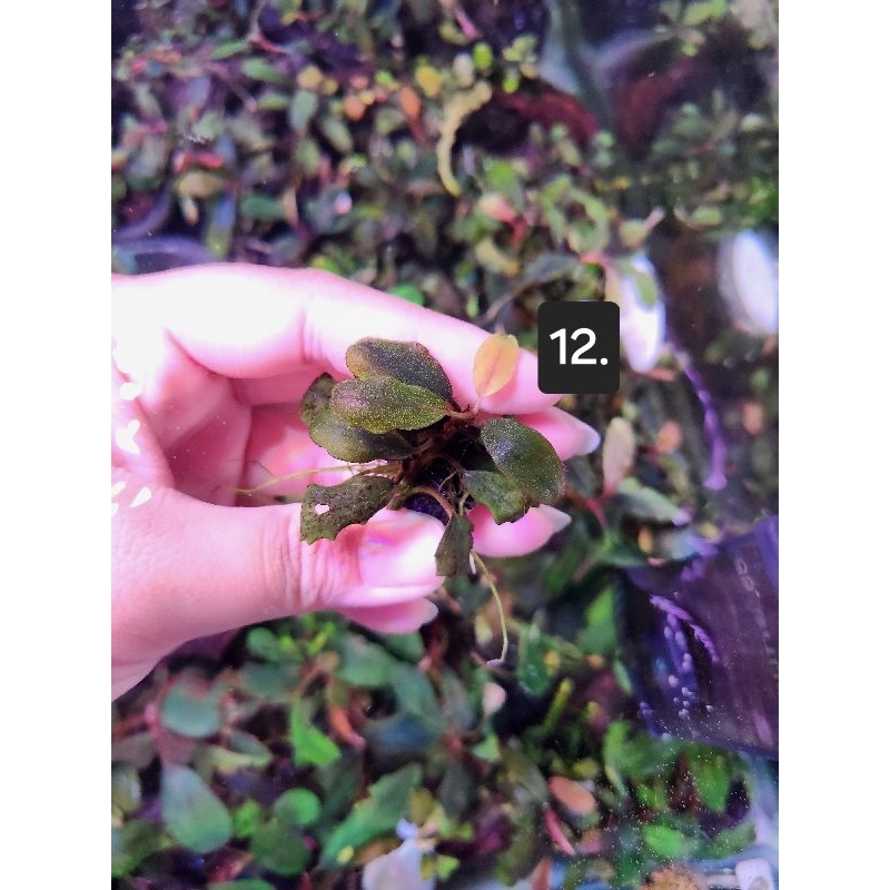 Bucep สวยๆ ใบน้ำ 100% Brownie Ghost Elnino 2015, Red Serenade | Shopee ...