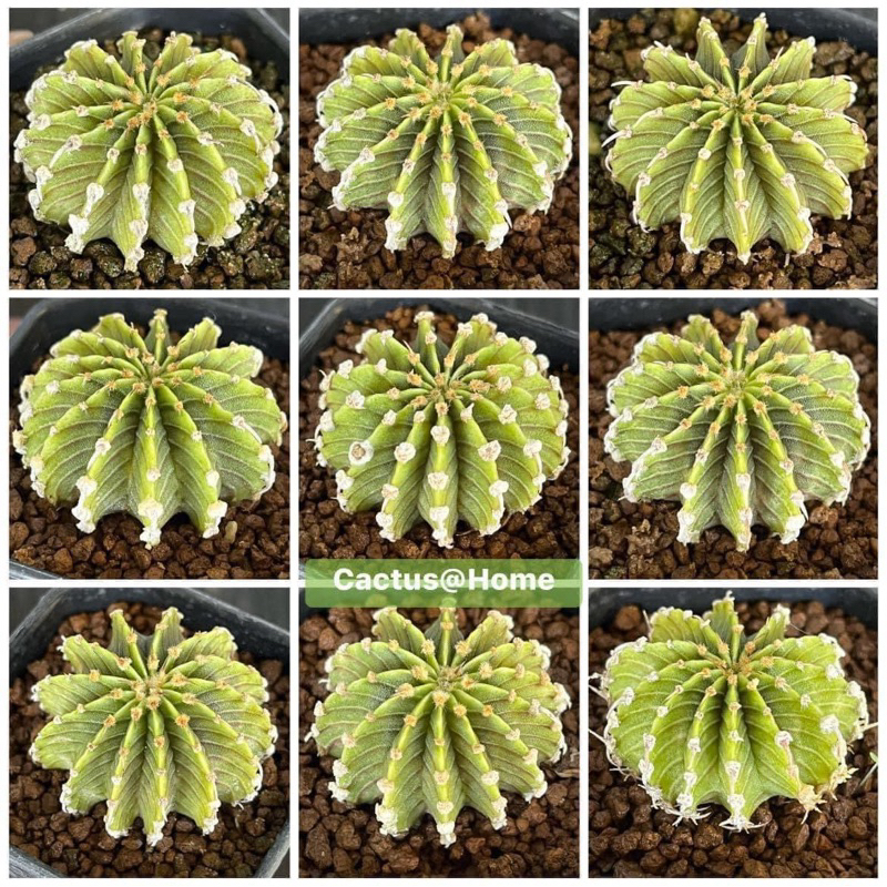 LB2178ตองอ่อนเซต3ต้นชำหน่อสวยๆ | Shopee Thailand