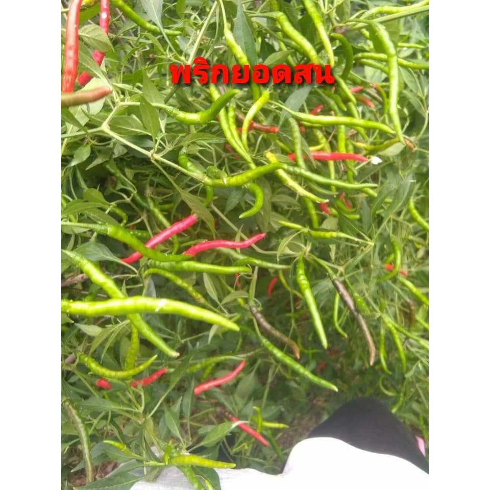 จำนวน300 เม็ด/ซอง (ซื้อ 3แถม1) เมล็ดพันธุ์พริกยอดสน พริกยาว ผลดก (มีคุ่ ...