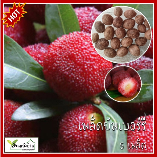 5 เมล็ด ยัมเบอร์รี่ Yumberry หยางเหมย เมล็ดยัมเบอรี เรดเบย์เบอร์รี่ แว๊กซ์เบอร์รี่ เอี่ยบ๊วย ...