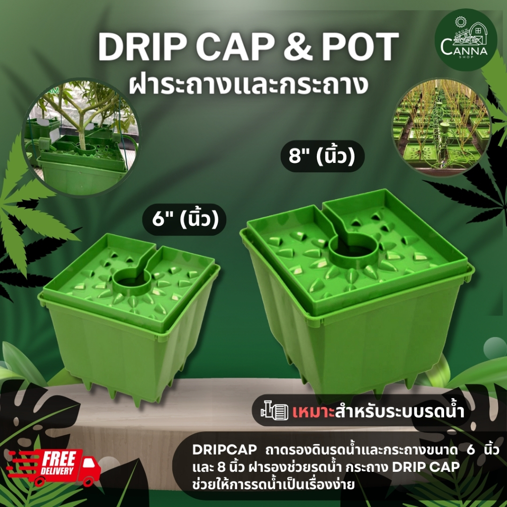 Drip cap Drip pot กระถาง Drip pot Grow pot และกระถางขนาด 6 นิ้ว และ 8 ...