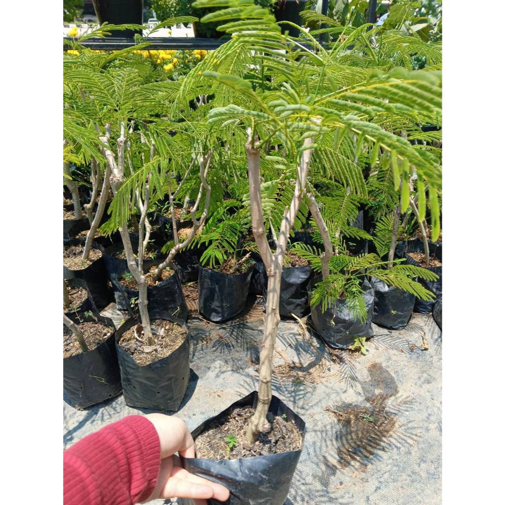 ต้นพันธุ์ ชะอม พร้อมปลูกในถุงดำ 39 บาท ผักรสมันอย่างชะอมมีสรรพคุณเป็นยา ...