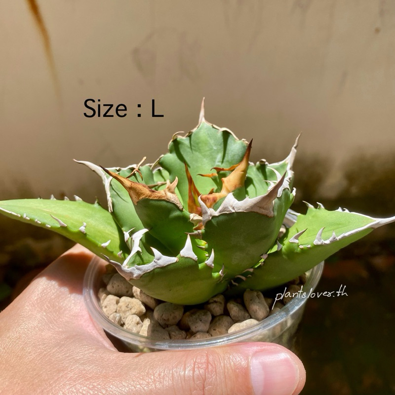อากาเว่ Agave Titanota No1 compact (หน่อชำมีราก) | Shopee Thailand
