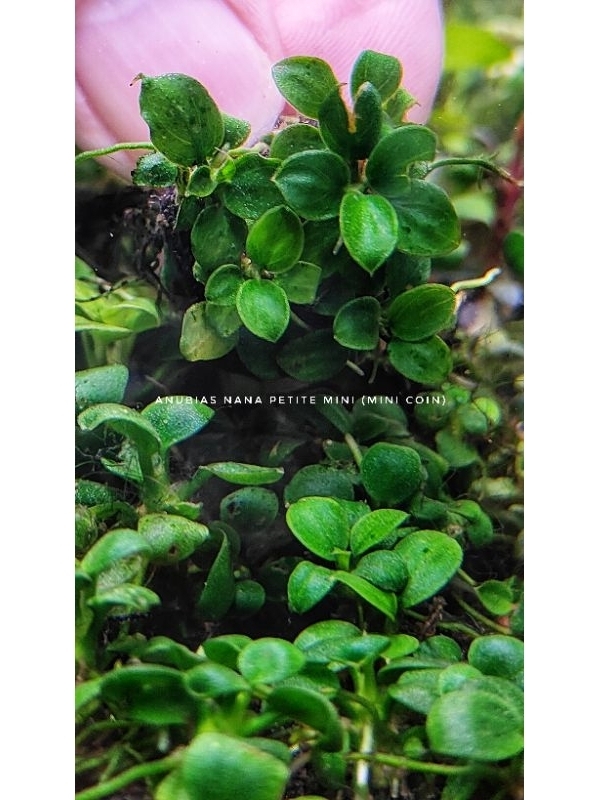 Anubias nana petite mini /mini coin ใบน้ำ100% และเนื้อเยื้อ | Shopee ...