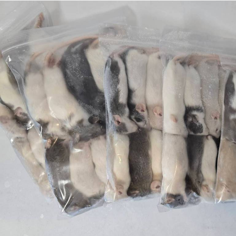 *หนูดูเด็ด* Rat หนูแช่แข็ง หนูแรทแช่แข็ง (SS-XL) แพ็ค 10 ตัว | Shopee ...