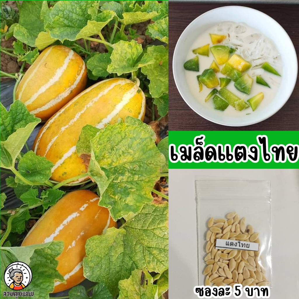 เมล็ดแตงไทย ปลูกง่าย ทนโรค ผลอ่อนมีลายเขียว ผลสุกมีลายเหลืองน้ำตาล กลิ่นหอมอร่อย | Shopee Thailand