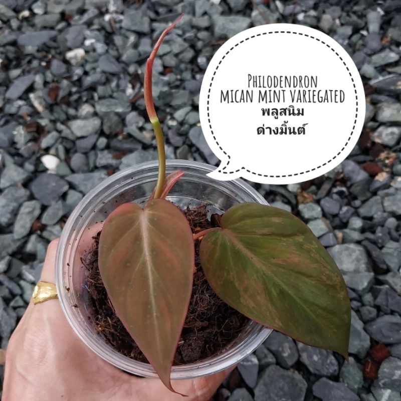 philodendron migan mint variegated พลูสนิมด่างมิ้นต์ ไม้แรร์ หายาก ได้ ...