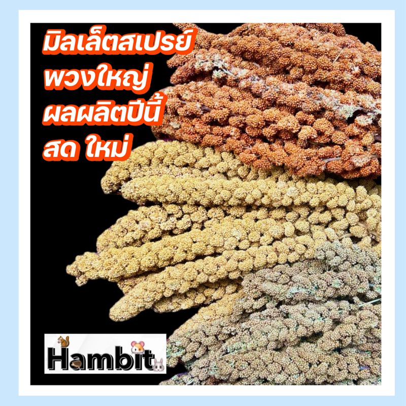 Hambit. มิลเล็ตสเปรย์แดง เหลือง ดำ พวงใหญ่ เกรด A+ สดใหม่ อาหารนกแก้ว ...