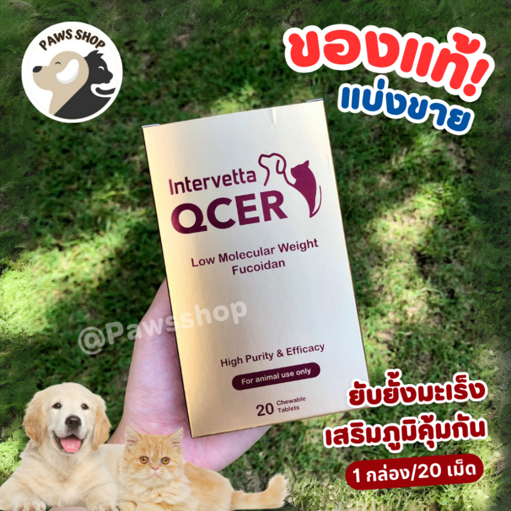 QCER [แท้💯] (คิวเซอร์) ำอาหารเสริมต่อต้านมะเร็ง เสริมภูมิคุ้มกันและปรับ ...