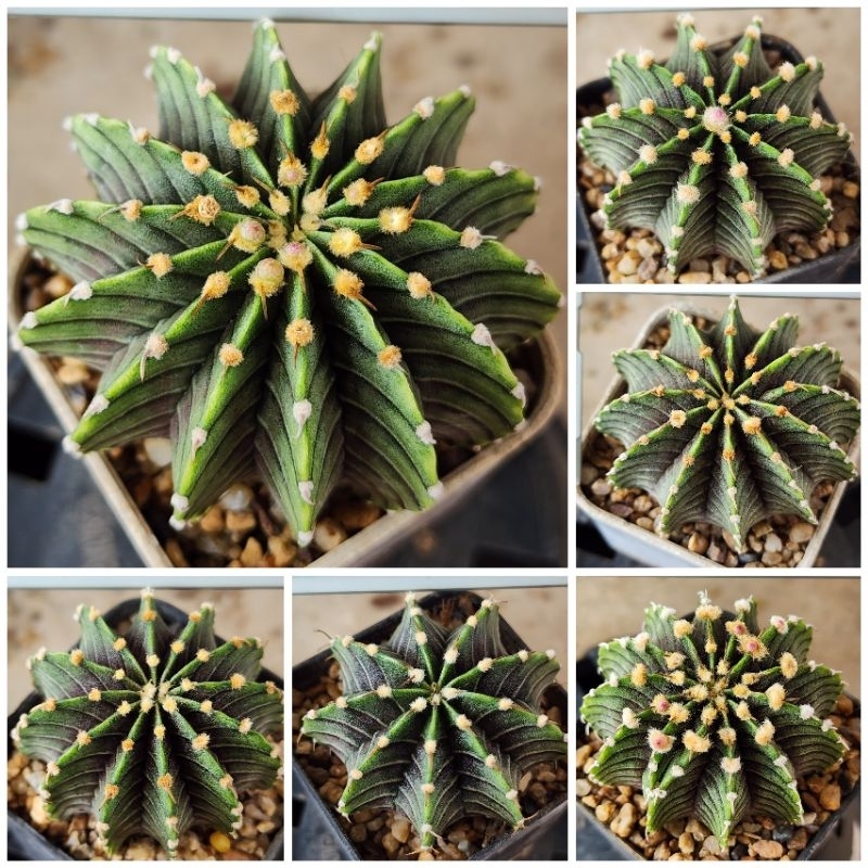 LB2178 ตัวแท้ คัดเฉพาะตัวสวยๆแรร์ๆมาเท่านั้น | Shopee Thailand