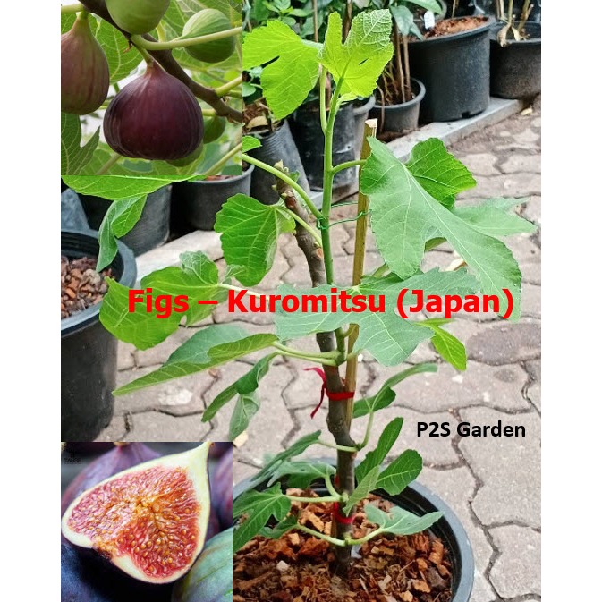 ต้น มะเดื่อฝรั่ง พันธุ์ญี่ปุ่น คุโรมิตสึ Kuromitsu fig ต้นเสียบยอดอ ...