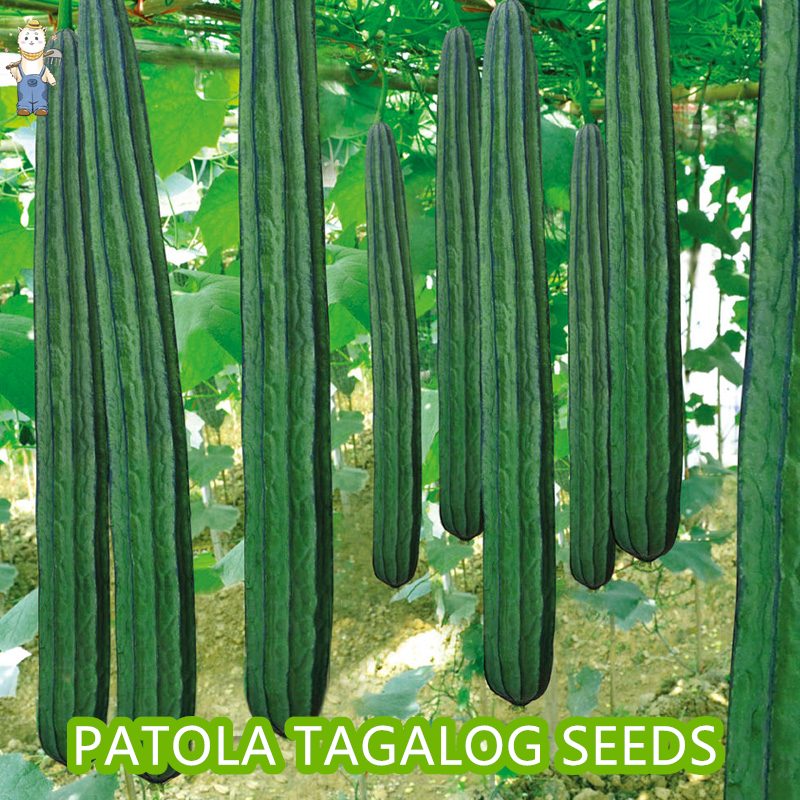 ปลูกง่าย ปลูกได้ทั่วไทย (20เมล็ด/ซอง) มล็ดพันธุ์บวบเหลี่ยม High Yield ...