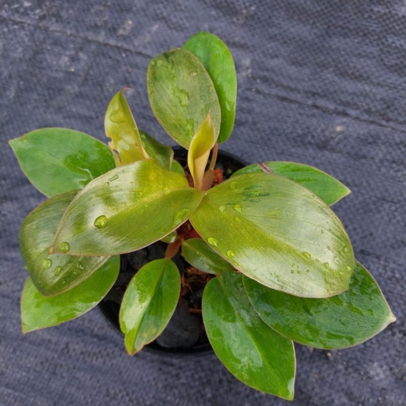 Philodendron red congo dwarf (Mint)variegated ฟิโลเดนดรอน เรดคองโกแคระ ...