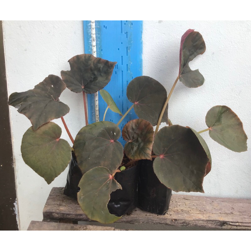 ต้นบิโกเนีย (Bigonia) ใบสวย พุ่มหนา พร้อมส่ง | Shopee Thailand