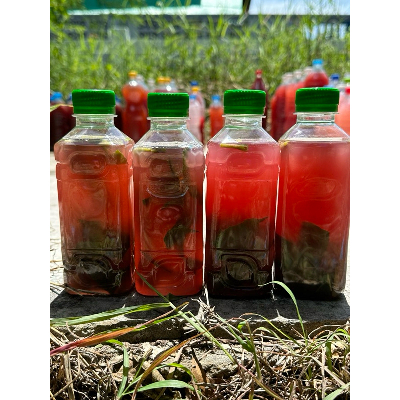 จุลินทรีย์สังเคราะห์แสง(PSB)จากใบทองหลางก้านแดง~350ml | Shopee Thailand