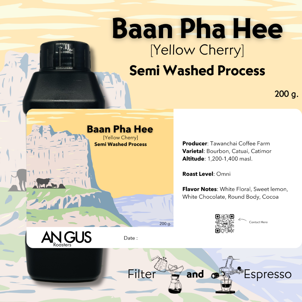 Angus Coffee Roasters เมล็ดกาแฟคั่ว Omni - Baan Pha Hee [Yellow Cherry ...