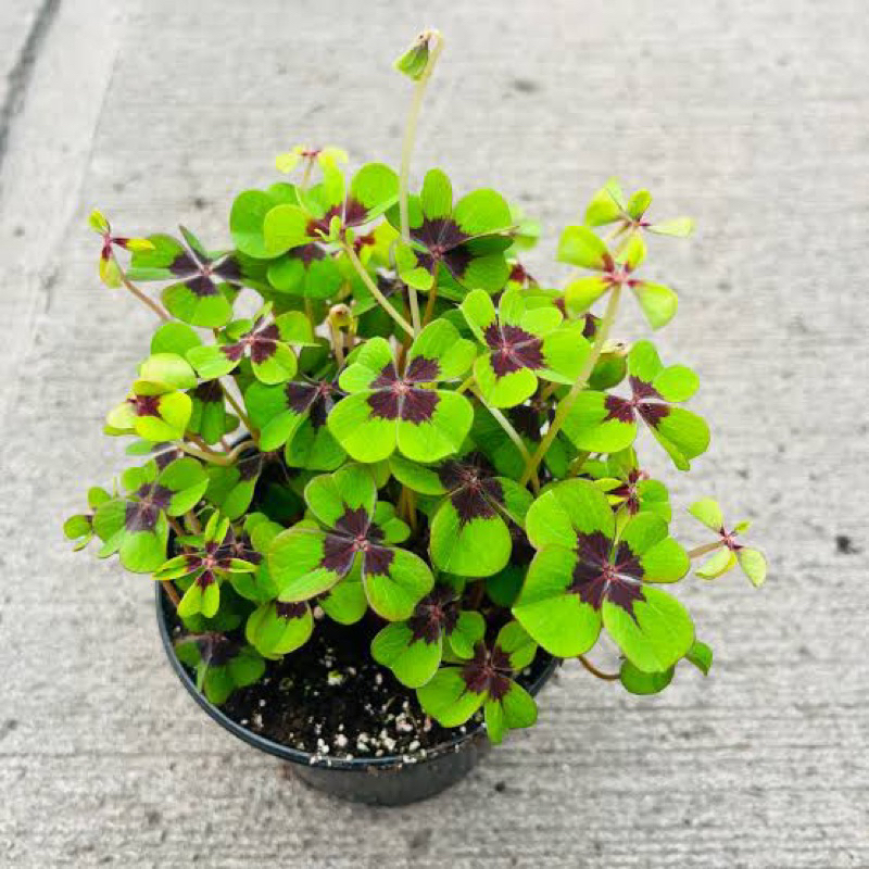 Oxalis iron cross (ราคา/หัว) | Shopee Thailand