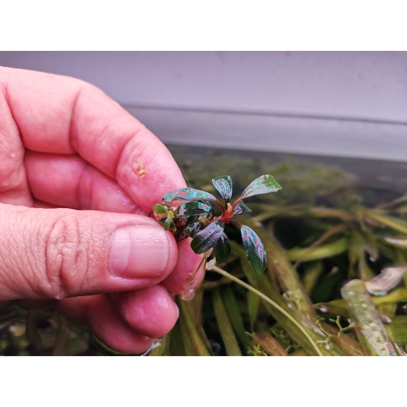 บูเซ็บบราวนี่โกส bucep brownie ghost sp (tc) (พักในน้ำแล้ว) | Shopee ...