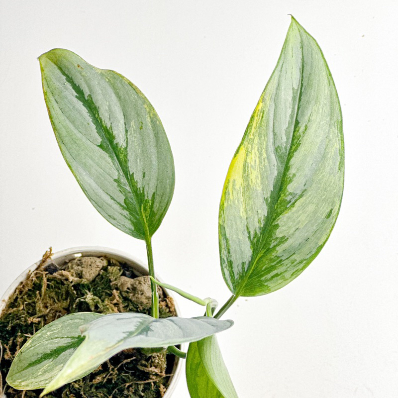 scindapsus officinalis silver variegated พลูช้างป่าด่างเหลือง ไม้หายาก ...
