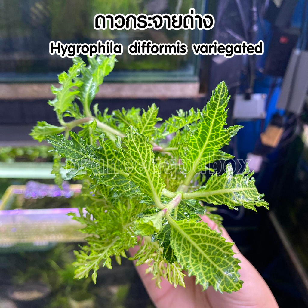 Hygrophila difformis variegated - ดาวกระจายด่าง หายาก ต้นไม้น้ำ ต้นไม้ ...