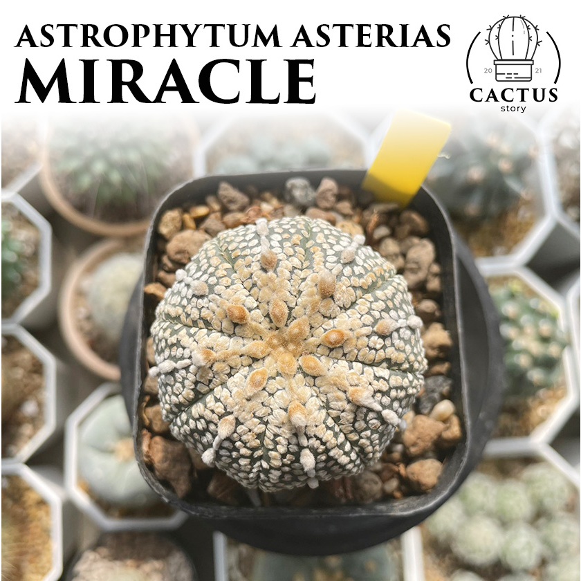 Astrophytum asterias Miracle มิราเคิล | Shopee Thailand