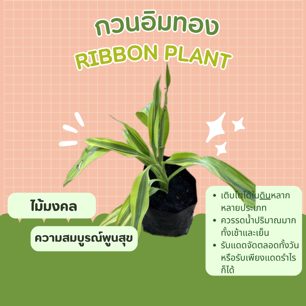 กวนอิมทอง Lucky Bamboo,Ribbon plant | Shopee Thailand
