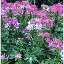 ต้นพันธุ์ ดอกเสี้ยนฝรั่ง (Cleome) คละสี ปลูกเป็นดอกไม้ทุ่ง ดอกบาน ...