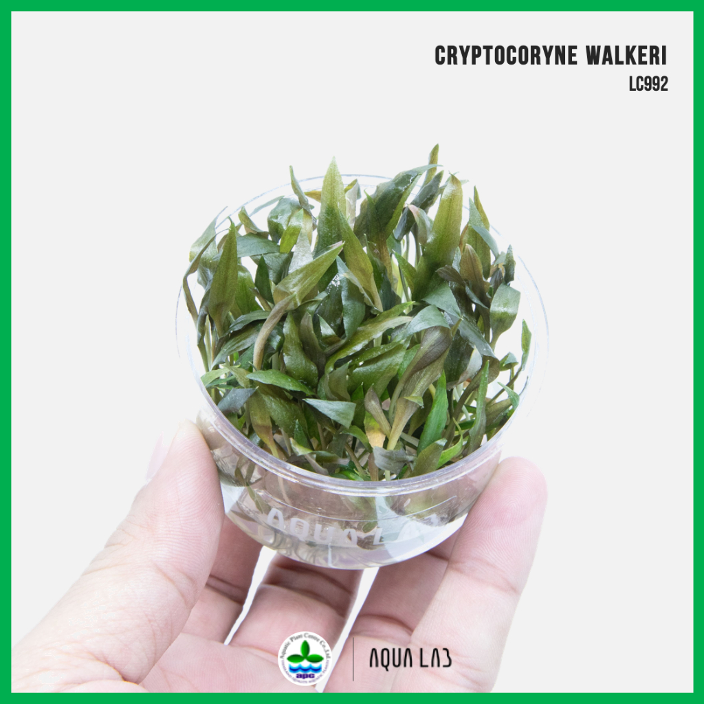 [APC] Cryptocoryne walkeri (คริปวัลคีรี่/คลิปวอลคเกอร์) [ไม้น้ำ ...