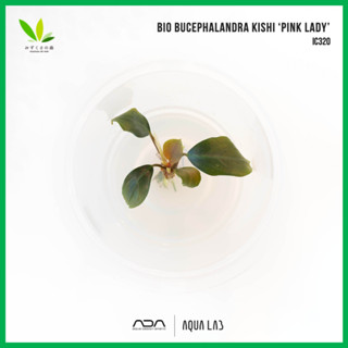 BIO Bucephalandra kishi pink lady (บูเซปพิงค์เลดี้) [ไม้น้ำ - Aquatic ...