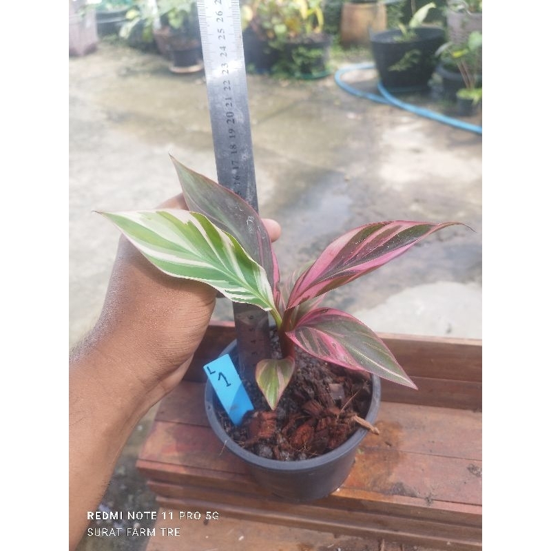 กล้วยโนโนะ Musa Nono Banana Variegated New Rare Tissue Culture Plants ...