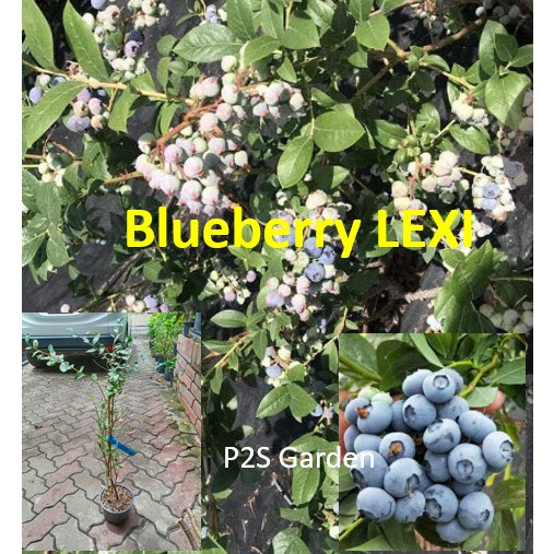ต้น บลูเบอรี่ Blueberry - LEXI อายุต้น 3 ปี+ สูง 30-50 ซ.ม. | Shopee ...