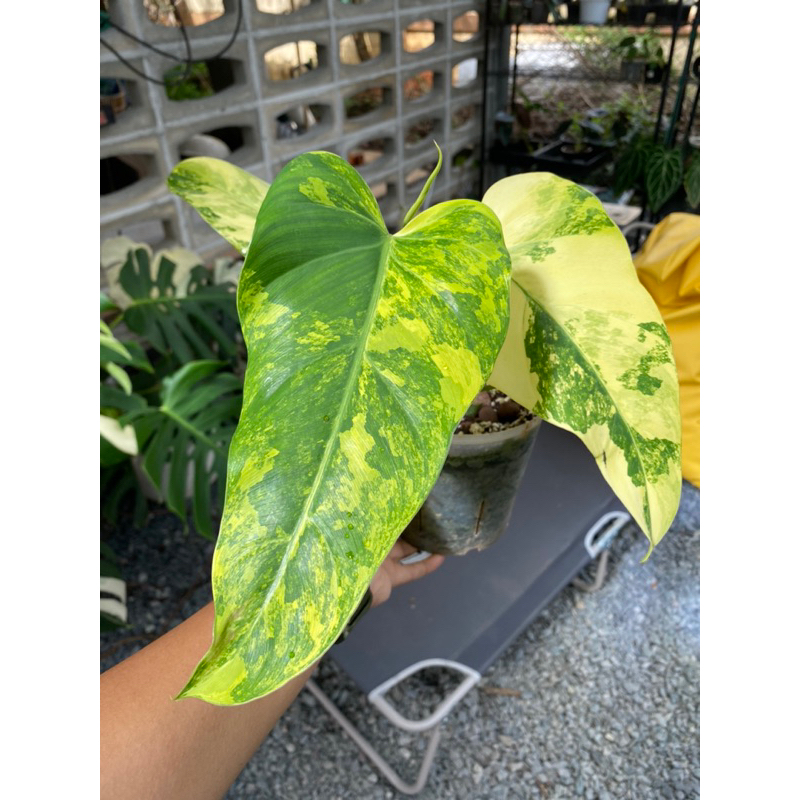 ห้ามพลาด ต้นไม้สวย philo domesticum var ต้นตามภาพ | Shopee Thailand