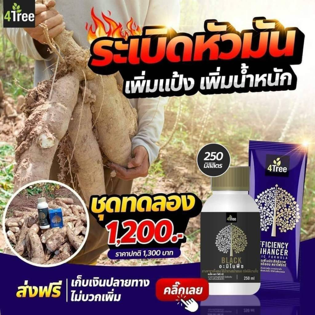 4Tree โฟร์ทรี + Amino Black อะมิโนแบล็ค (250 ซีซี)สูตร ระเบิดหัวมัน เร่งราก เพิ่มน้ำหนัก สร้าง ...