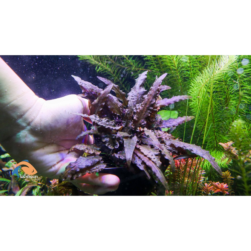 ต้นไม้น้ำ คริปแอ็กเซลโรดิ Cryptocoryne Axelrodi | Shopee Thailand