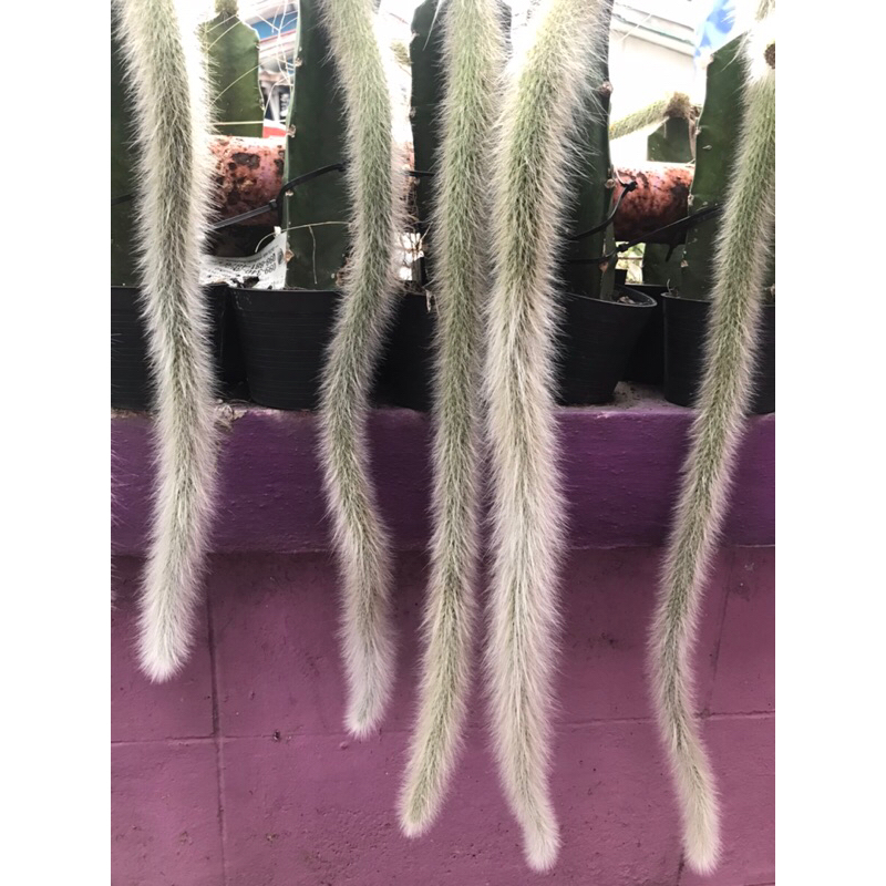 หางลิง ตัดสดความยาว 45 cm+++ | Shopee Thailand