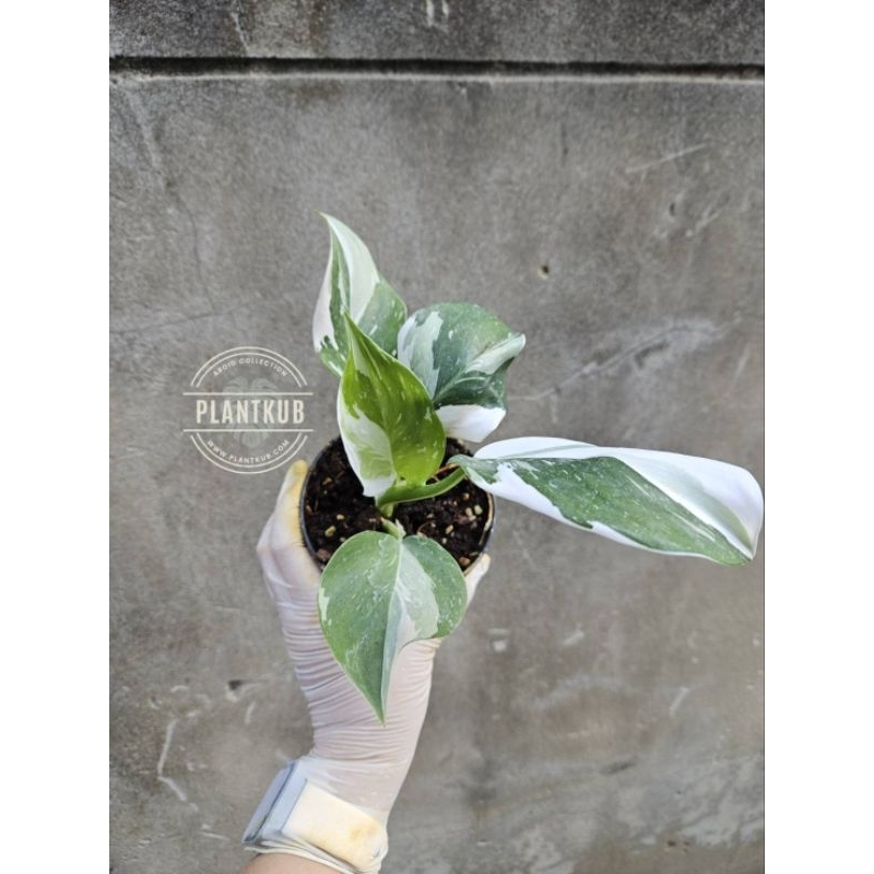 Philodendron White Wizard Marble ฟิโลพ่อมดขาว ฟิโลเดนดรอนไวท์วิสาด ...