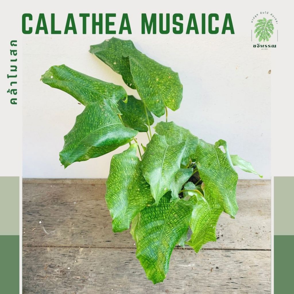 คล้าโมเสก Calathea Musaica คล้าโมเสค | Shopee Thailand